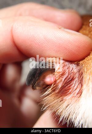 Split dew claw on dog paw. Close up of puppy dog dewclaw broken. Dog ...