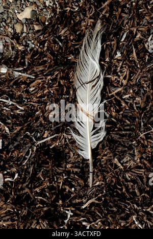 White feather on dried seaweed and pebbles on the beach Stock Photo - Alamy