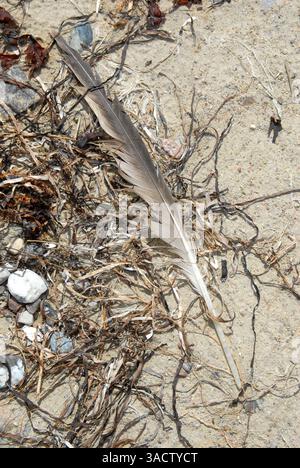 An abstract shot of seaweed on the beach, primarily Channeled Wrack ...