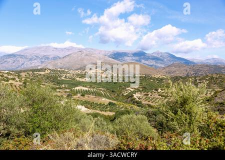 Messara plain; olive trees; Ida Mountains Stock Photo - Alamy