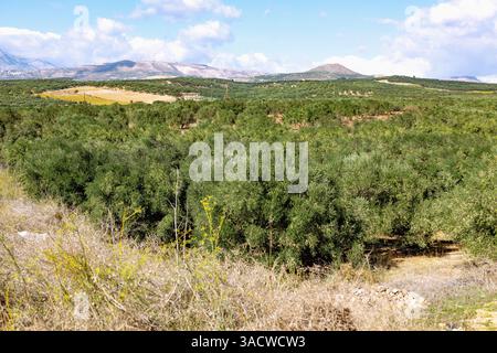Messara plain, olive trees, Greek island, Crete, Greece Stock Photo - Alamy