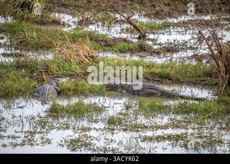 Swamp landscape with crocodiles in Yala National Park, Uva, Sri Lanka ...