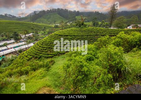 Landscape photography in the fertile highlands of the subtropical ...