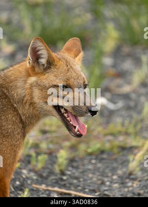 Andean fox in the Torres del Paine National Park in Chile, South ...