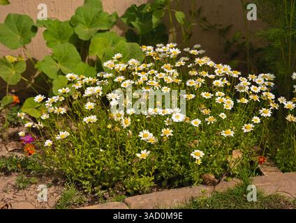 a bunch of crown daisies in a front yard among other vegetation, in ...