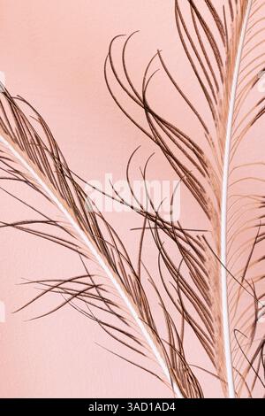 Close up peach fuzz color palm leaf. Peach fuzz Color of the year 2024 ...