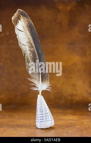 Snail shell, picture of a Stock Photo - Alamy