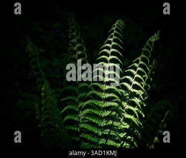 close-up deep green ferns form an arch above a shallow creek in dense ...