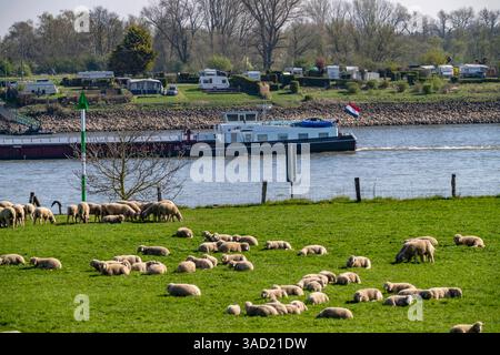 Der Rhein beim Dorf Kalkar-Grieth, Schafe grasen auf den Rheinwiesen ...