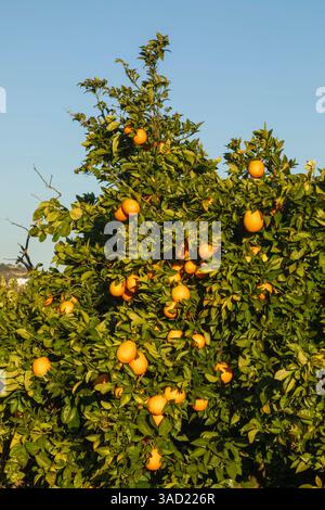 Cyprus, Paphos, Paphos District, Polis, Orange Trees Stock Photo - Alamy