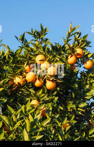 Cyprus, Paphos, Paphos District, Polis, Orange Trees Stock Photo - Alamy