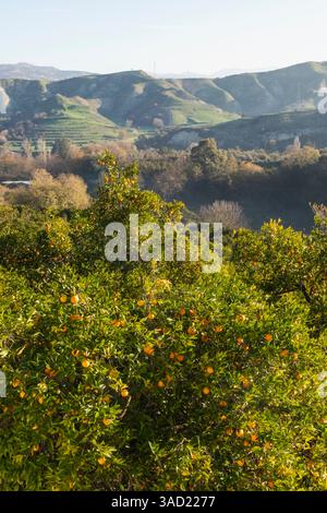 Cyprus, Paphos, Paphos District, Polis, Orange Trees Stock Photo - Alamy