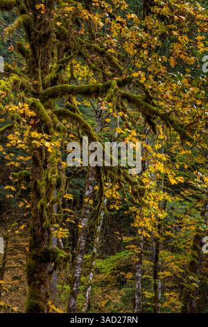 Mossy big tooth maple trees along Kestner Creek in the Quinault ...