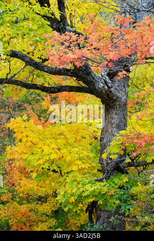 Autumn in the Chequamegon-Nicolet National Forest in northern Wisconsin ...