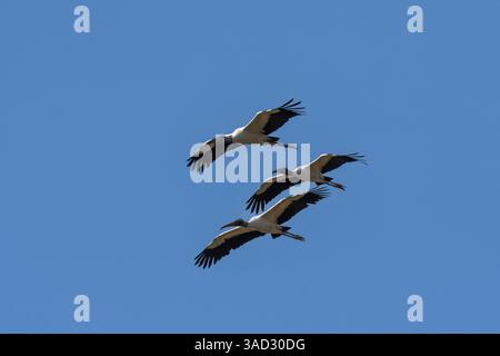 Jabiru Stork, in flight, La Estrella Marsh, Formosa Province, Argentina ...