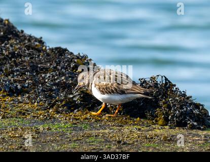 Turnstone, small wading bird, foraging for food amongst the seaweed ...