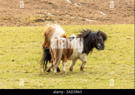 Two ponies playing in a field Stock Photo - Alamy