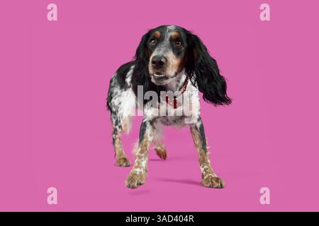Cute cocker spaniel with bow tie lying on purple background Stock Photo ...