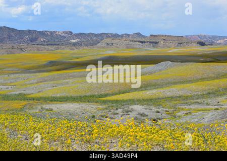 Field of yellow wildflowers at Grand Staircase Escalante National ...