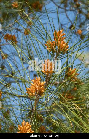 The cones and long bright green needles of a ponderosa Pine Tree, Pinus ...