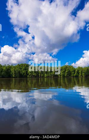 Mangroves along the Sierpe River, Terraba Sierpe National Wetlands ...