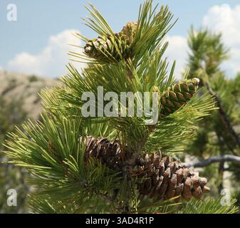 Old and new Limber Pine (Pinus flexilis) cones in Weatherman Draw ...