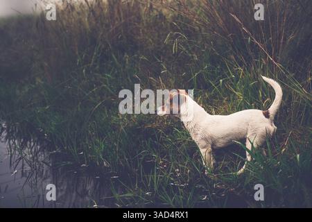 jack Russell terrier out exploring Stock Photo - Alamy