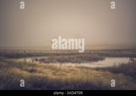 White ducks flying over a lake Stock Photo - Alamy