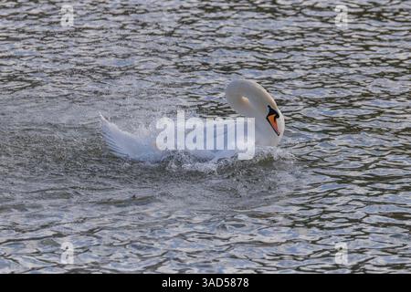 Water off a Swans back Stock Photo - Alamy