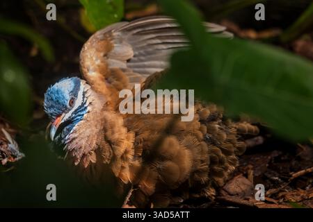 Blue-headed Quail-dove, Starnoenas cyanocephala, Columbidae ...