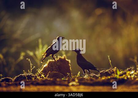 Cape Glossy Starling standing backlit on the ground at dawn in Greater ...