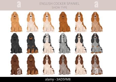 English cocker spaniel show type clipart and seamless pattern ...