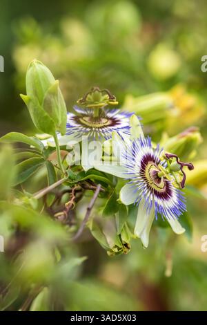 Detailed close up of blooming white freesia blossoms and young buds on ...