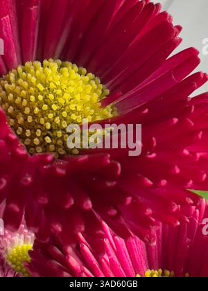 A vibrant English daisies blooms, galaxy red, showcasing shades of pink ...