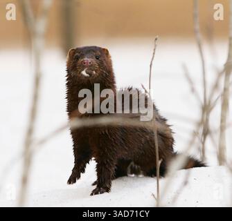 American Mink in the Snow Stock Photo - Alamy