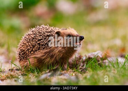 A European hedgehog (Erinaceus europaeus) Sniffing the Air on a Garden ...