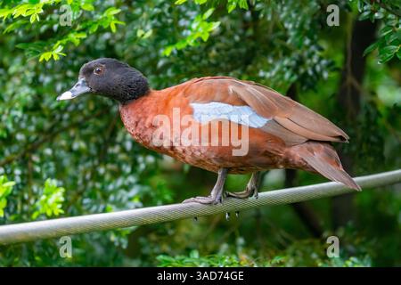 Hartlaub's duck (Pteronetta hartlaubii) is a dark chestnut-coloured ...