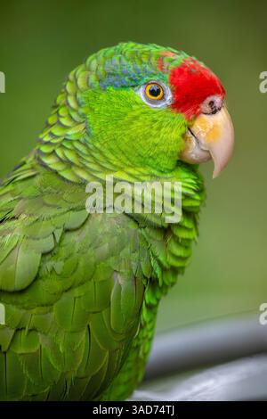 The red-crowned amazon (Amazona viridigenalis) is a highly social ...