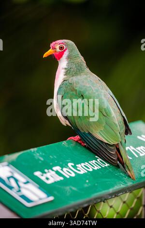 The jambu fruit dove (Ptilinopus jambu) is a smallish colourful fruit ...