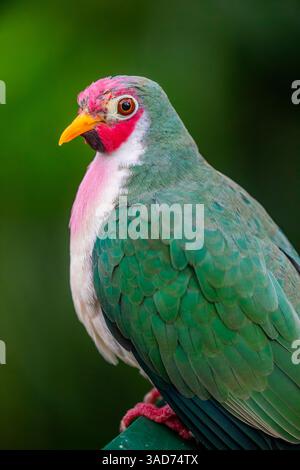 Jambu Fruit Dove - Ptilinopus jambu, beautiful colored fruit dove from ...