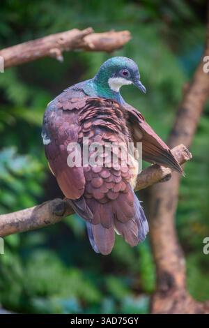 Negros Bleeding-heart Dove (Gallicolumba keayi) is a critically ...