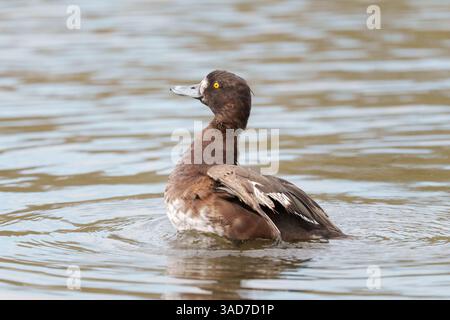 female tufted duck stretching on southampton common Stock Photo - Alamy