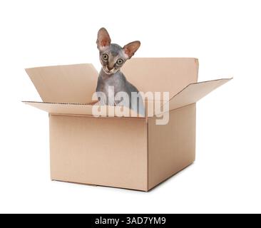 Cute cat peeking out of cardboard box with colorful balloons on white ...