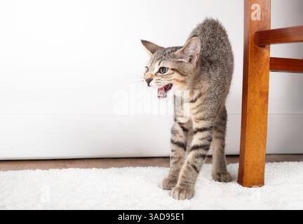 Scarred kitten with hunched or arched back hissing or growling. Kitty ...
