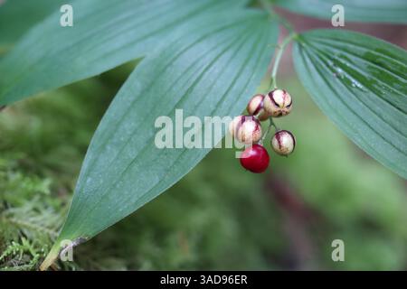 Red forest berry of fruit. Starry False Solomon's Seal berries in ...
