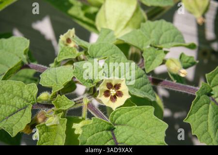 blooming with small flowers gooseberry in summer, a small depth of ...