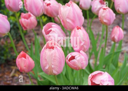 Pastel pink colored Darwin tulip, Mystic van Eijk bloom in botanical ...