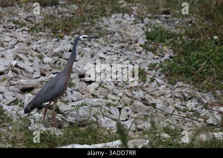 Weißwangenreiher / White-faced or white-fronted heron / Egretta ...