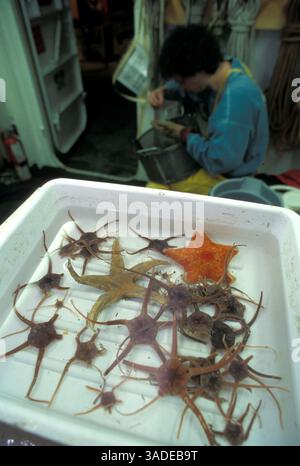 Apr. 01, 1999 - Andvord Bay, Antarctica - Geologist Dr. GENE DOMACK ...