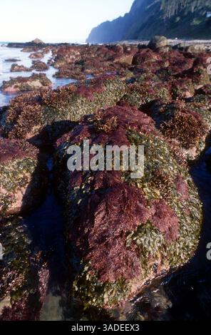 TIDE POOL AT ECOLA STATE PARK Stock Photo - Alamy